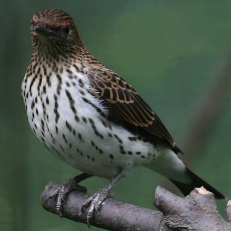Vogels verwacht Archives - Vogelspeciaalzaak de Toekan