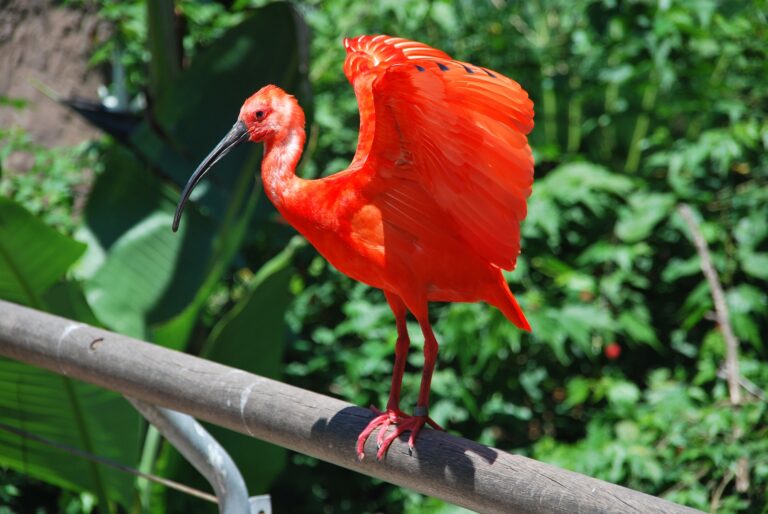 Rode Ibis (Eudocimus ruber) - Vogelspeciaalzaak de Toekan
